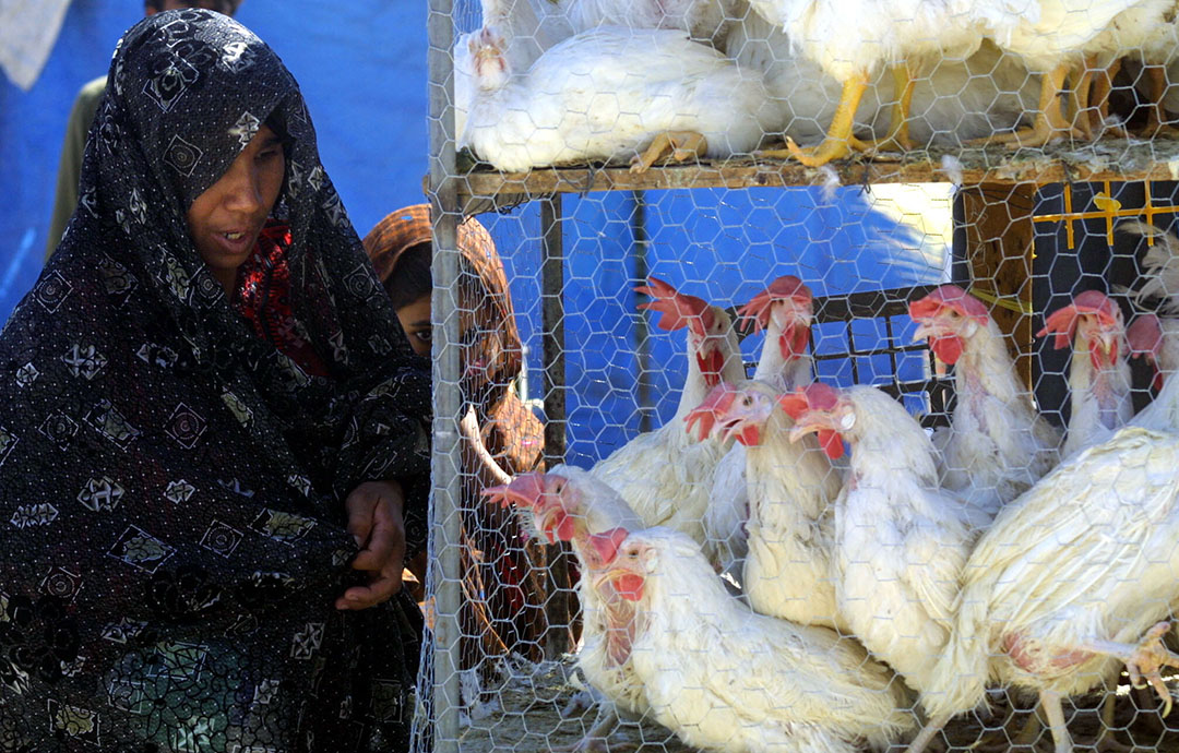 Irans Poultry Industry Crisis Deepens Poultry World