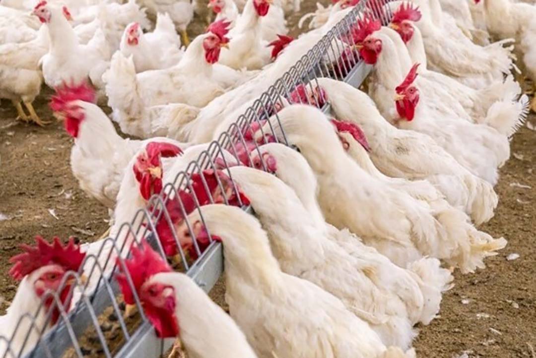 Keeping Broiler Breeder Males Active And In Shape Poultry World